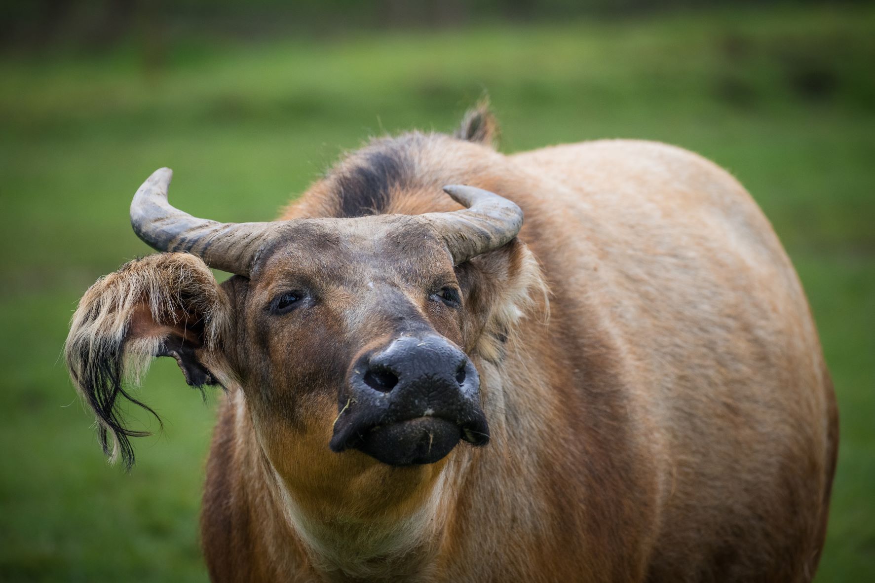 Dwarf Forest Buffalo | Woburn Safari Park