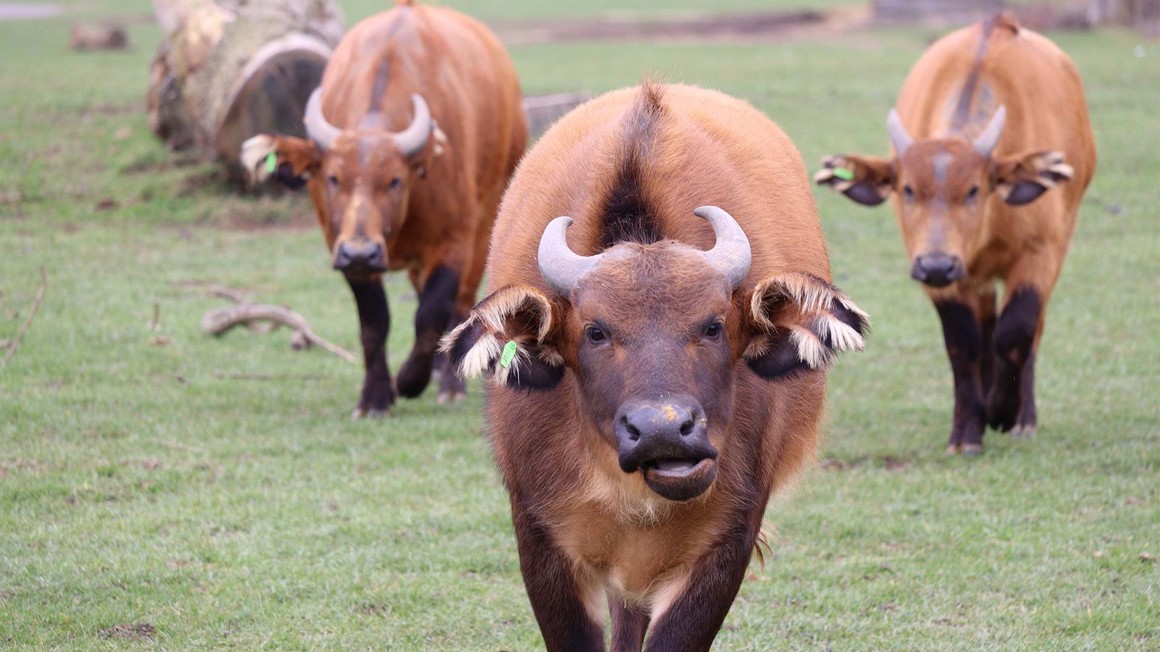 Dwarf Forest Buffalo | Woburn Safari Park
