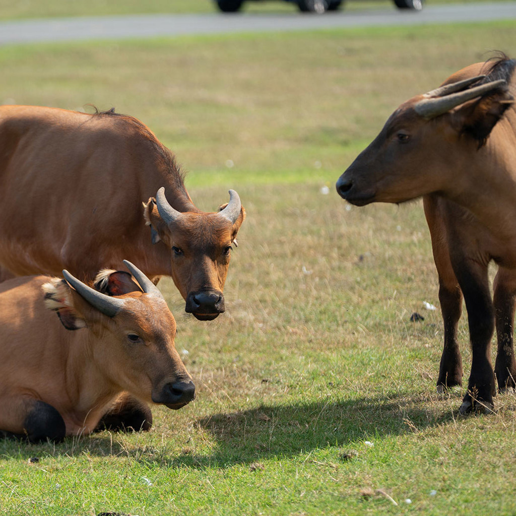 Days Out on Safari | Woburn Safari Park