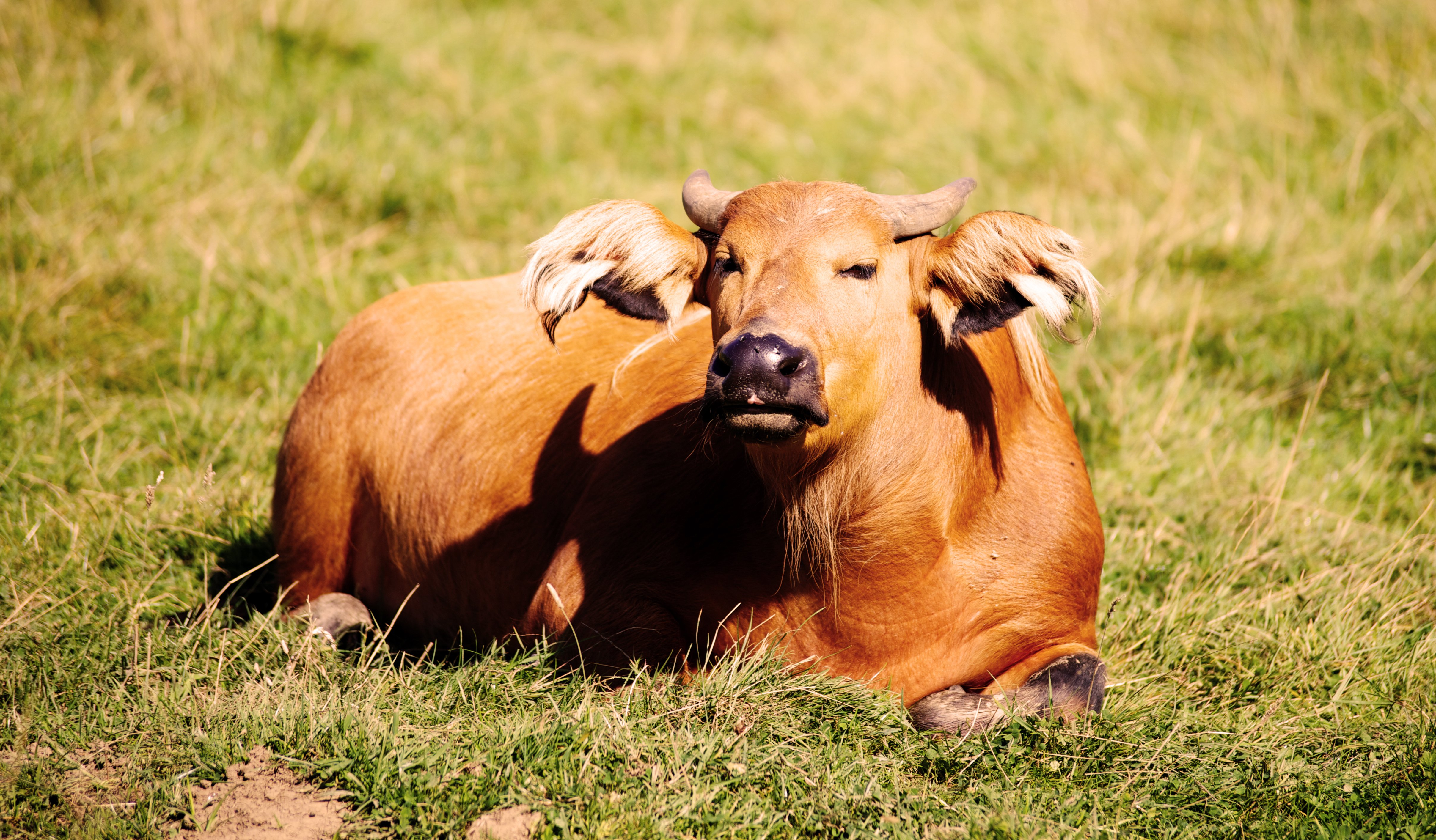 Dwarf Forest Buffalo | Woburn Safari Park