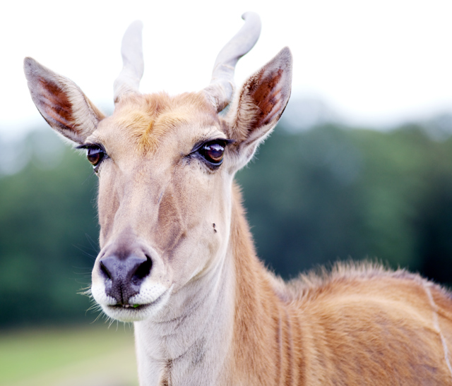 Common Eland | Woburn Safari Park