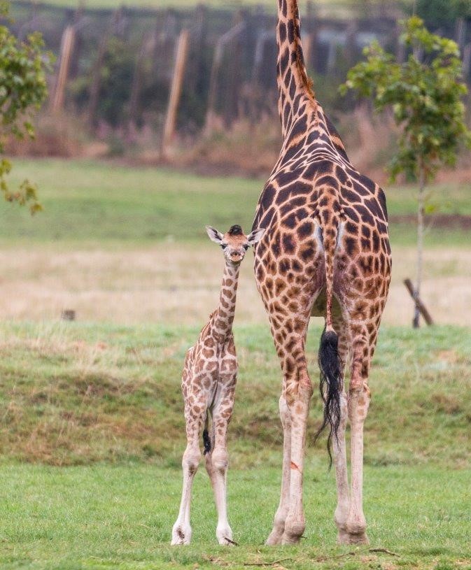 Adopt a giraffe at Woburn Safari Park | Woburn Safari Park
