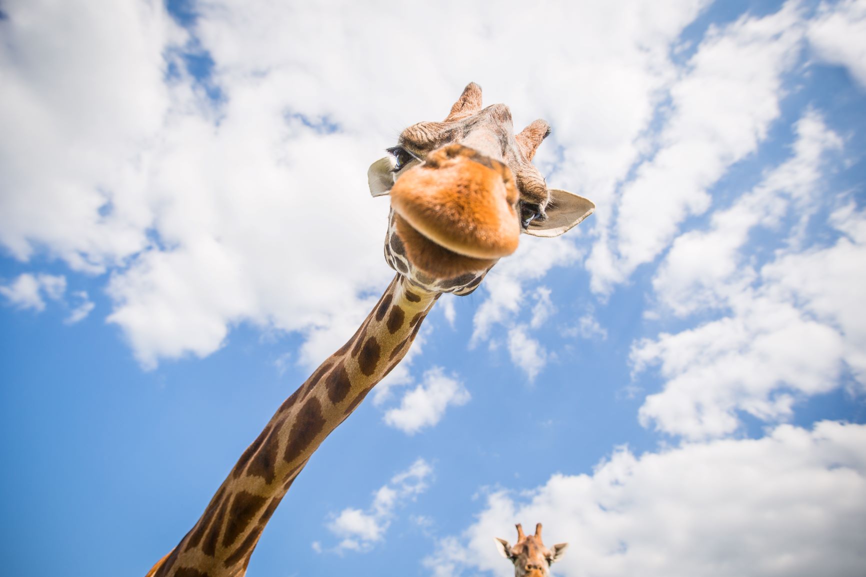 Adopt a giraffe at Woburn Safari Park | Woburn Safari Park
