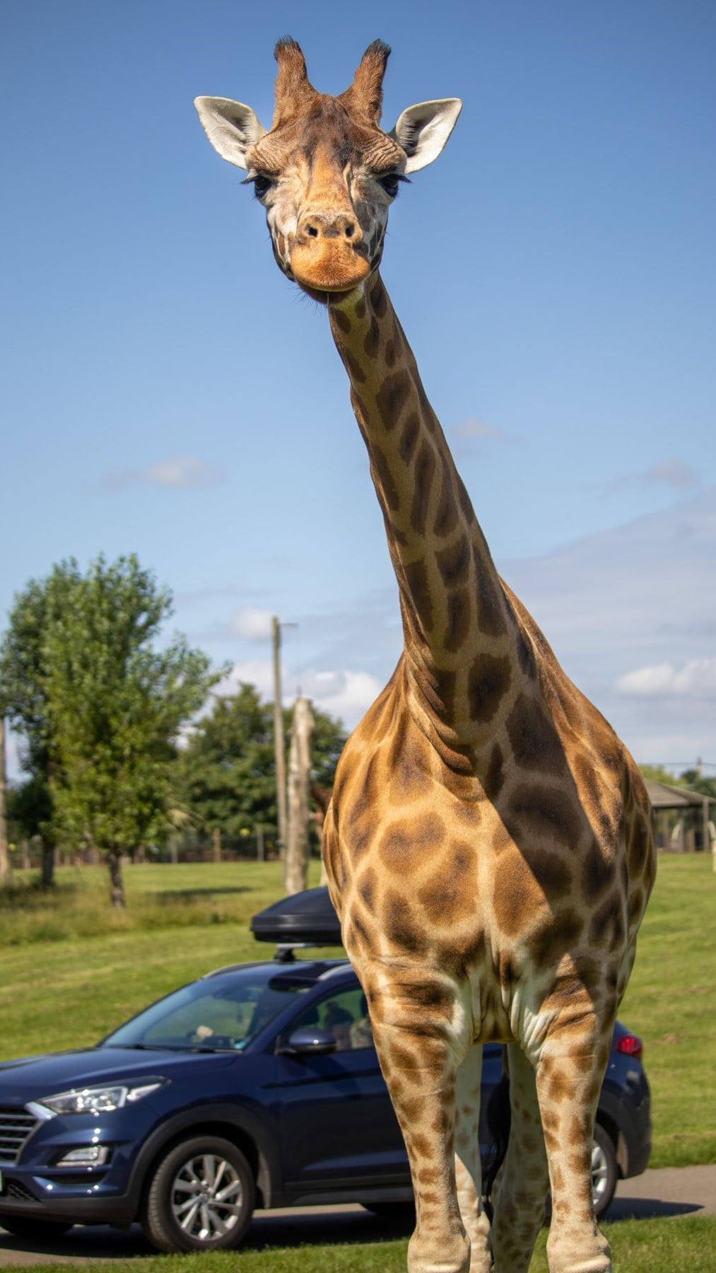 Drive-Through Safari Experience | Woburn Safari Park
