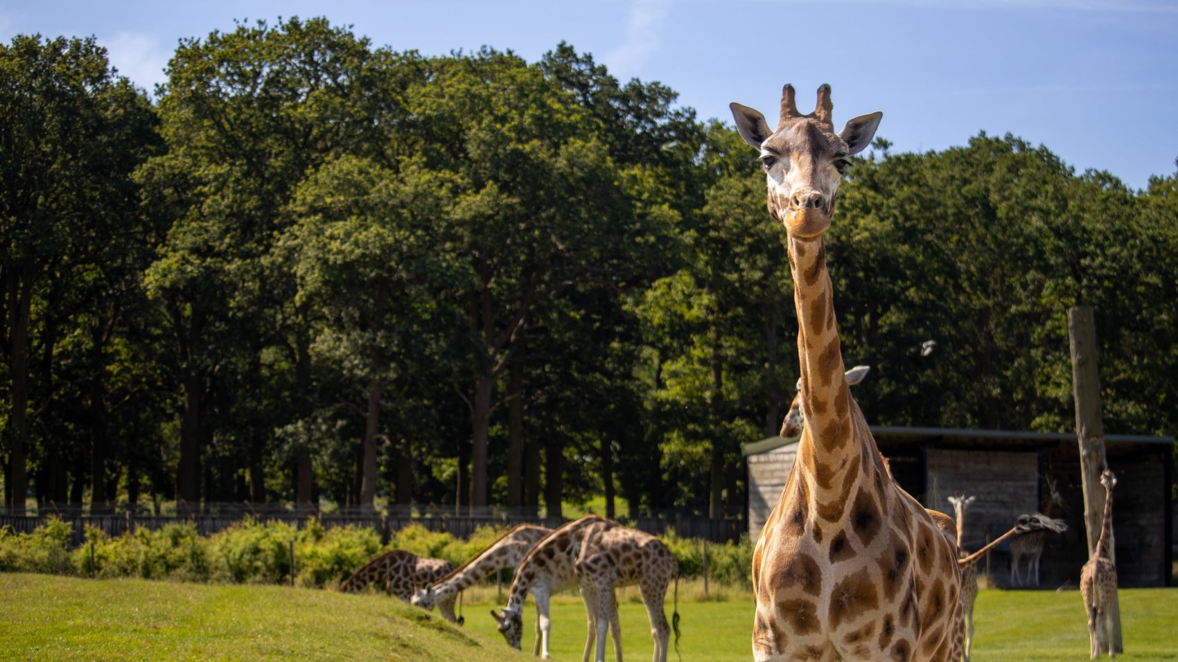 Book Your Adventure Today | Woburn Safari Park Book Your Adventure Today | Woburn Safari Park