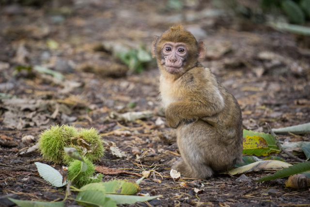 Barbary Macaque Tail