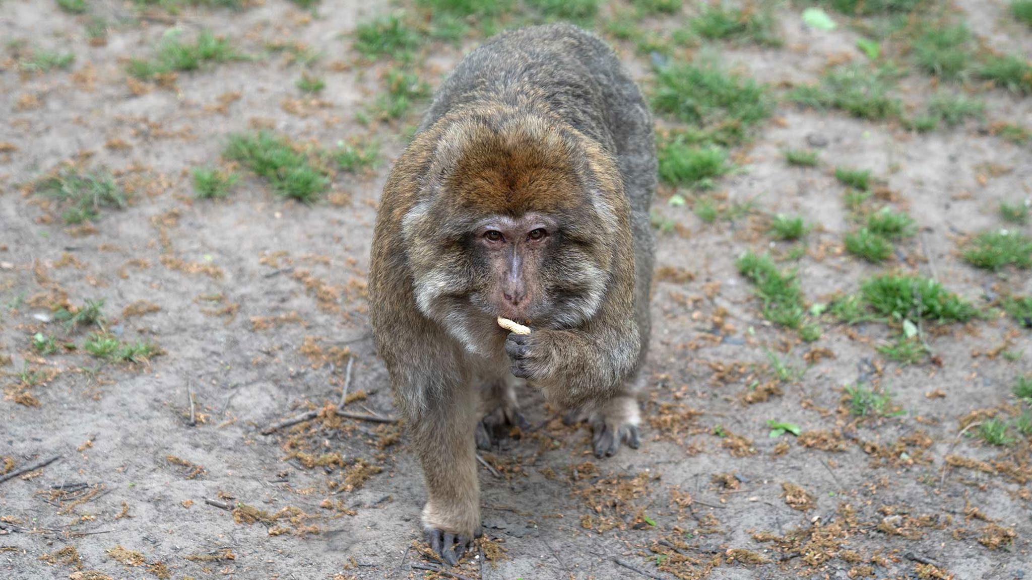 Meet Berlinga the Barbary Macaque | Woburn Safari Park