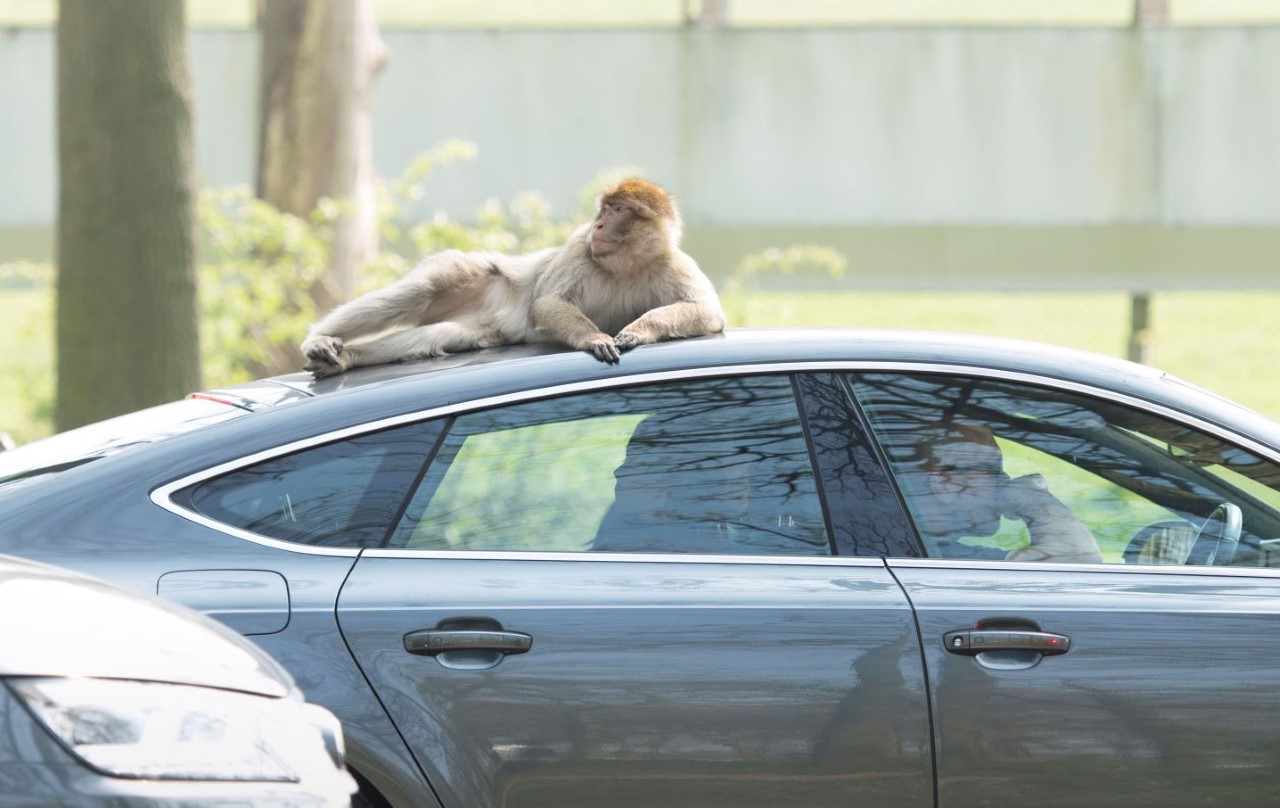 Drive-Through Safari Experience | Woburn Safari Park