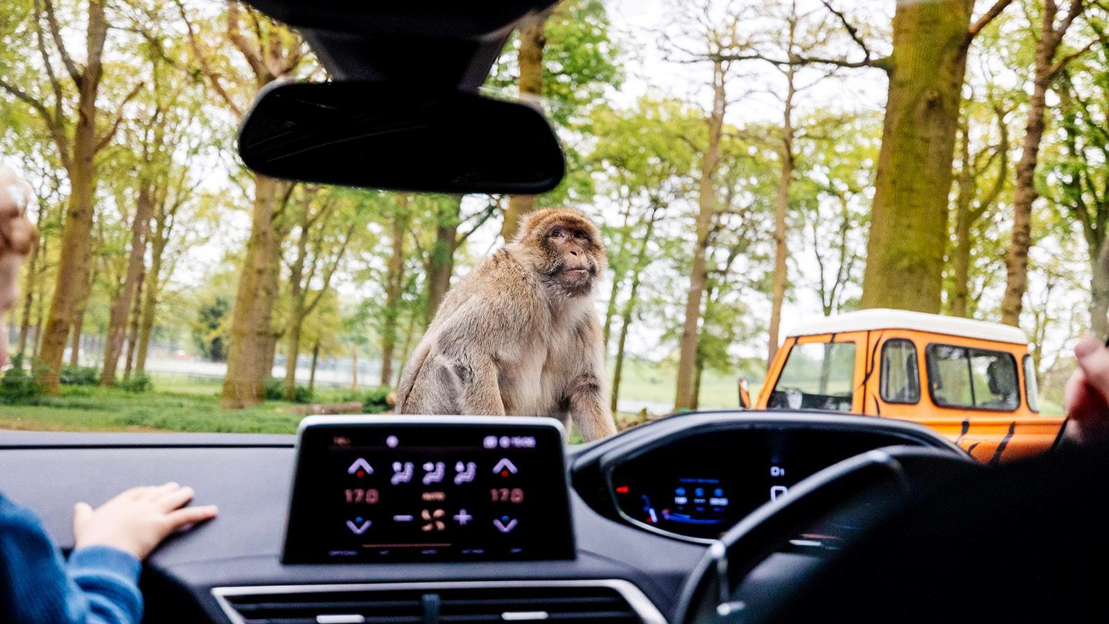 Drive-Through Safari Experience | Woburn Safari Park