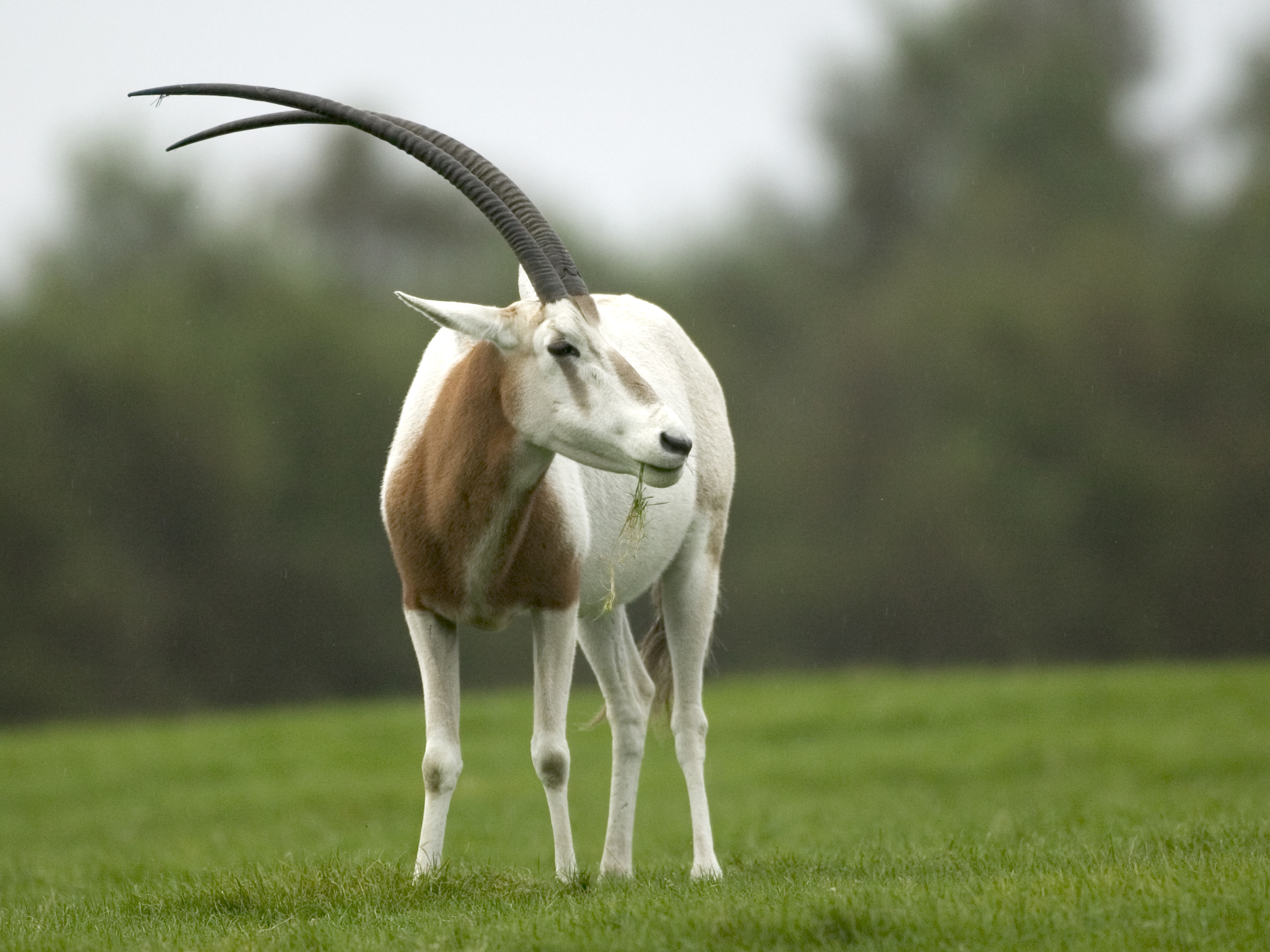 Scimitar-horned Oryx | Woburn Safari Park
