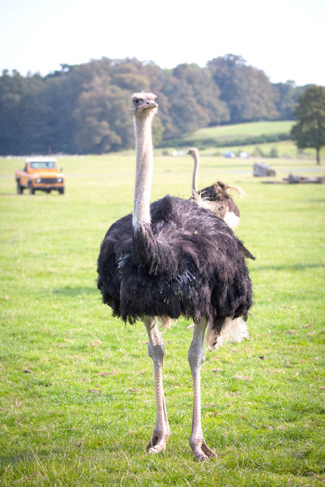 Ostrich Birds