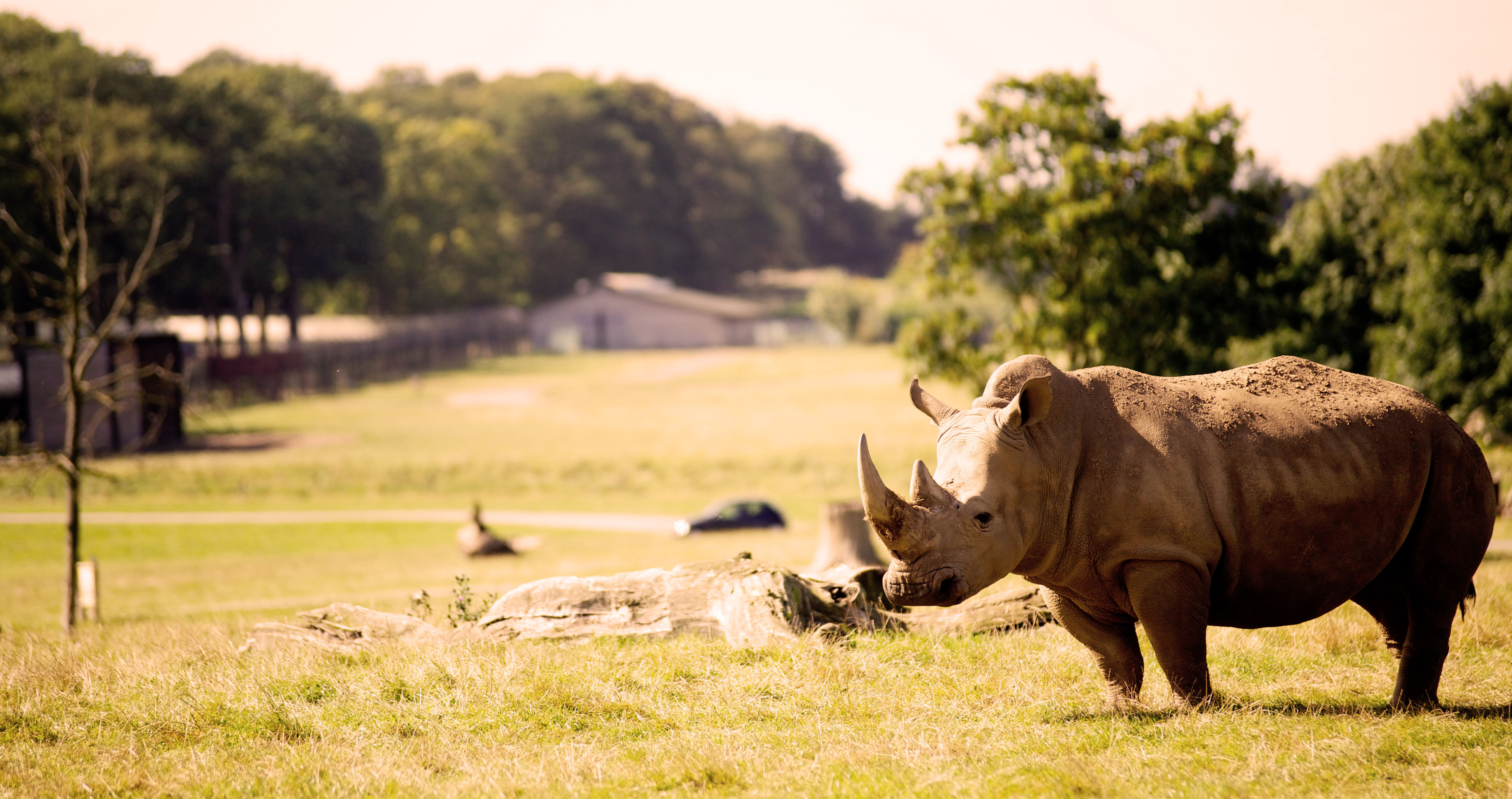 Discover Safari Days Out at Woburn Safari Park in Bedfordshire | Woburn ...