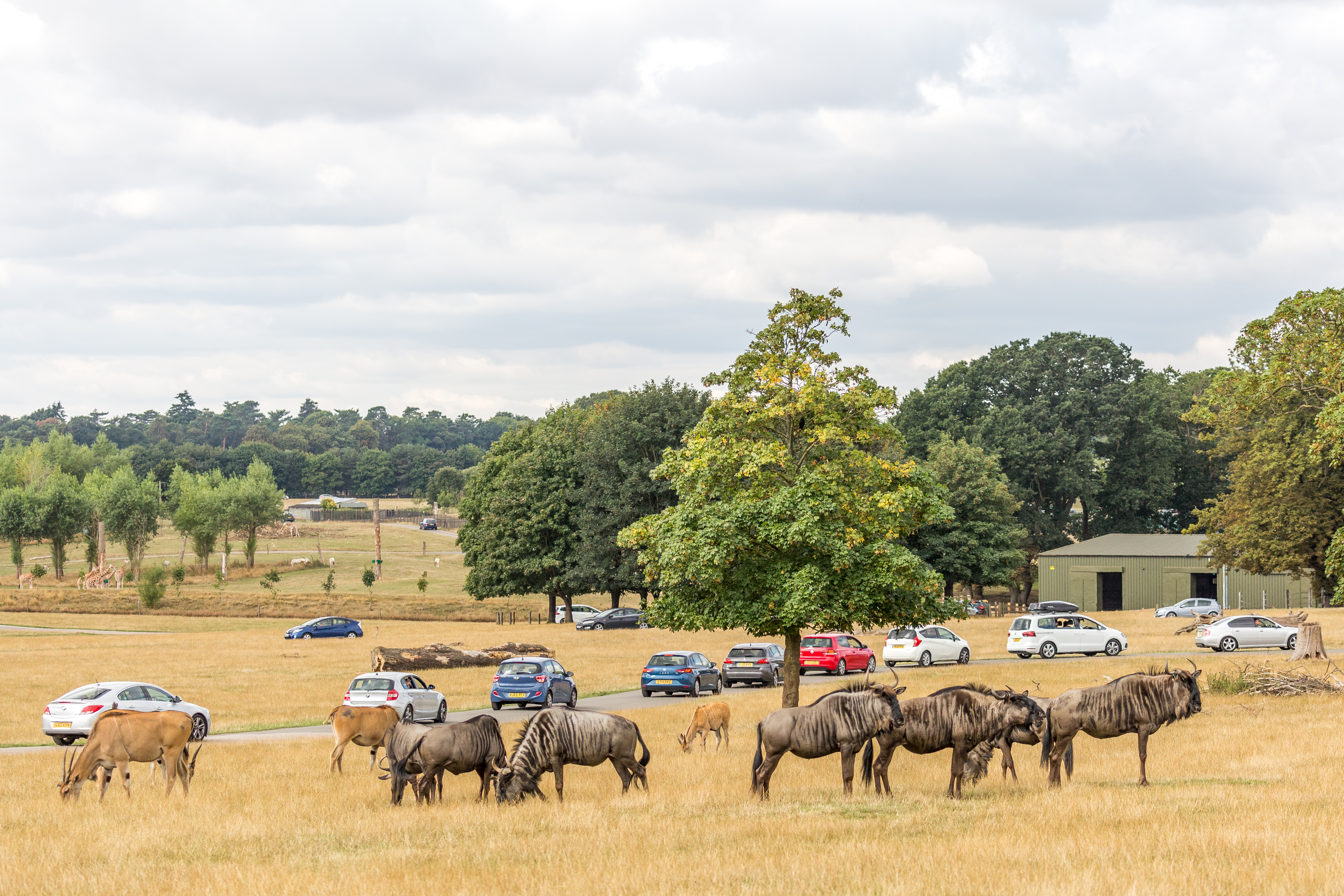 Directions to Woburn Safari Park | Woburn Safari Park
