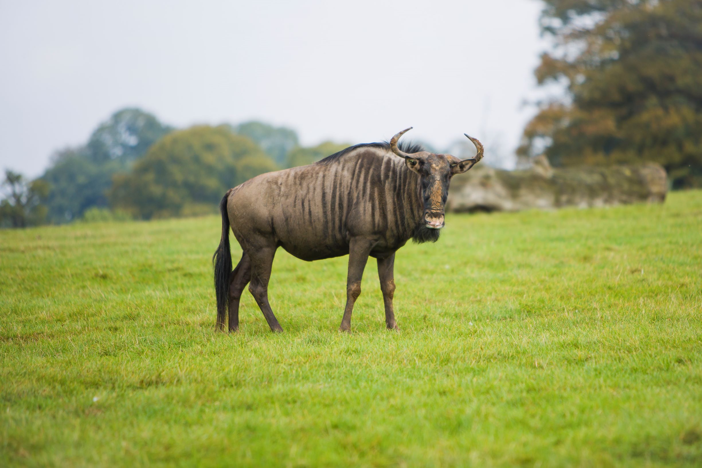 Brindled Wildebeest | Woburn Safari Park