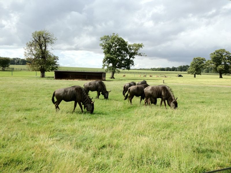 Opening Times - Woburn Safari Park | Woburn Safari Park
