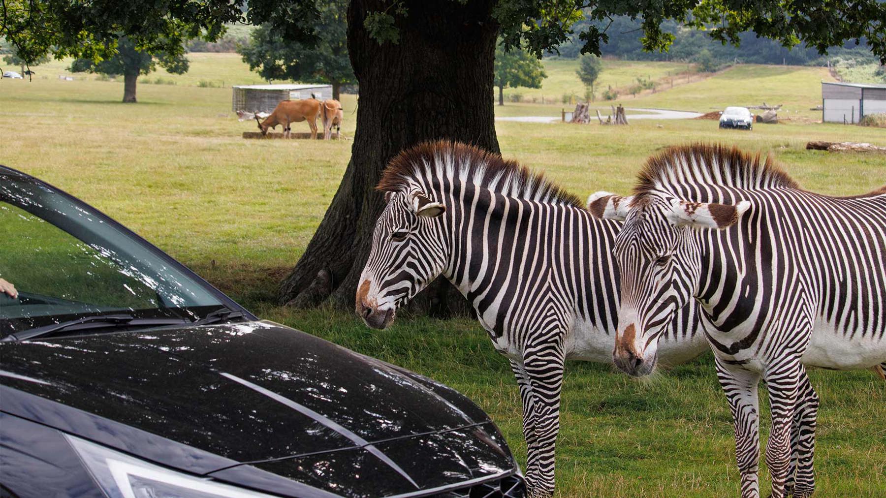 Discover Your UK Safari Park Adventure | Woburn Safari Park
