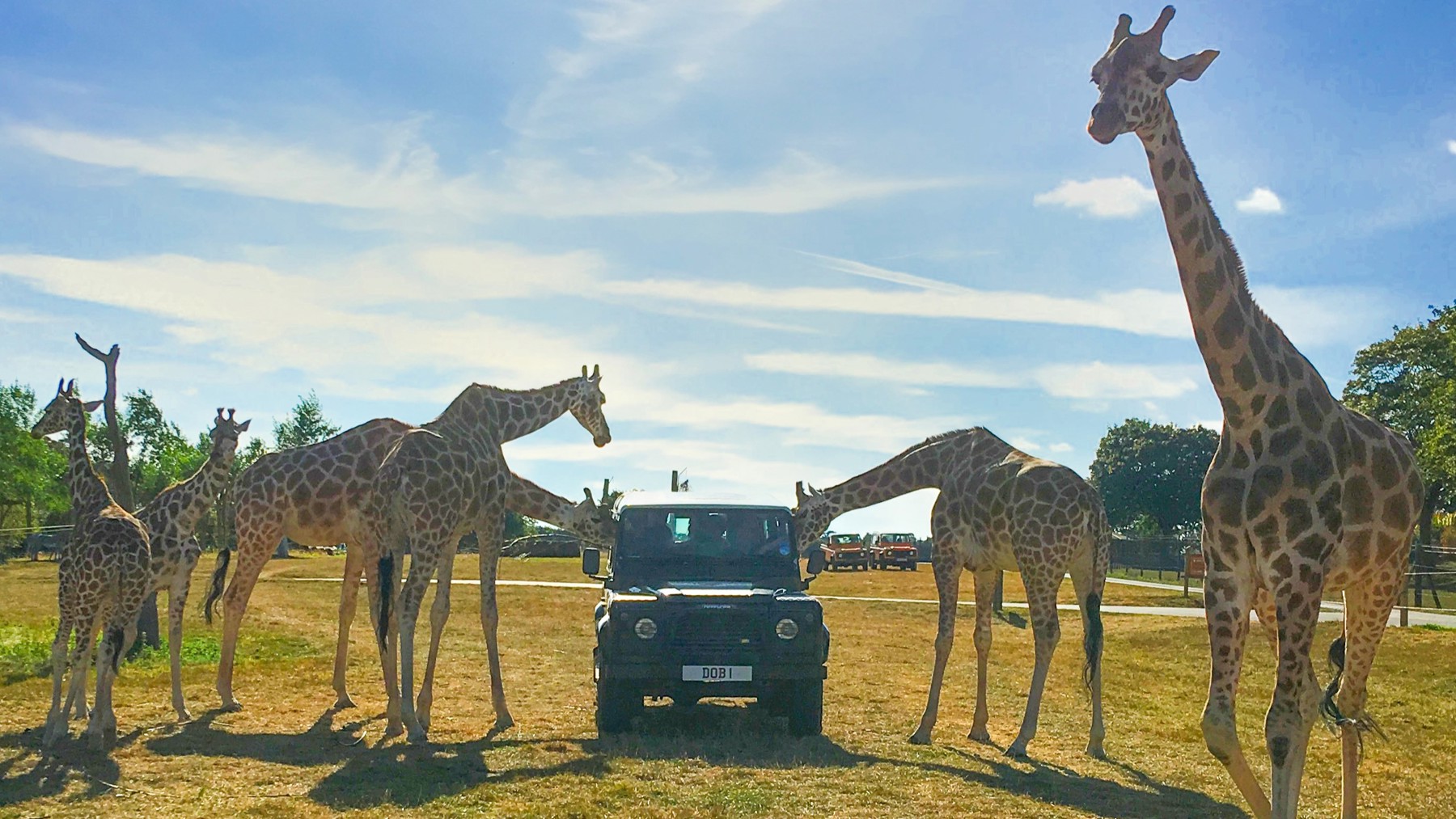 VIP Safari with Giraffe Encounter | Woburn Safari Park