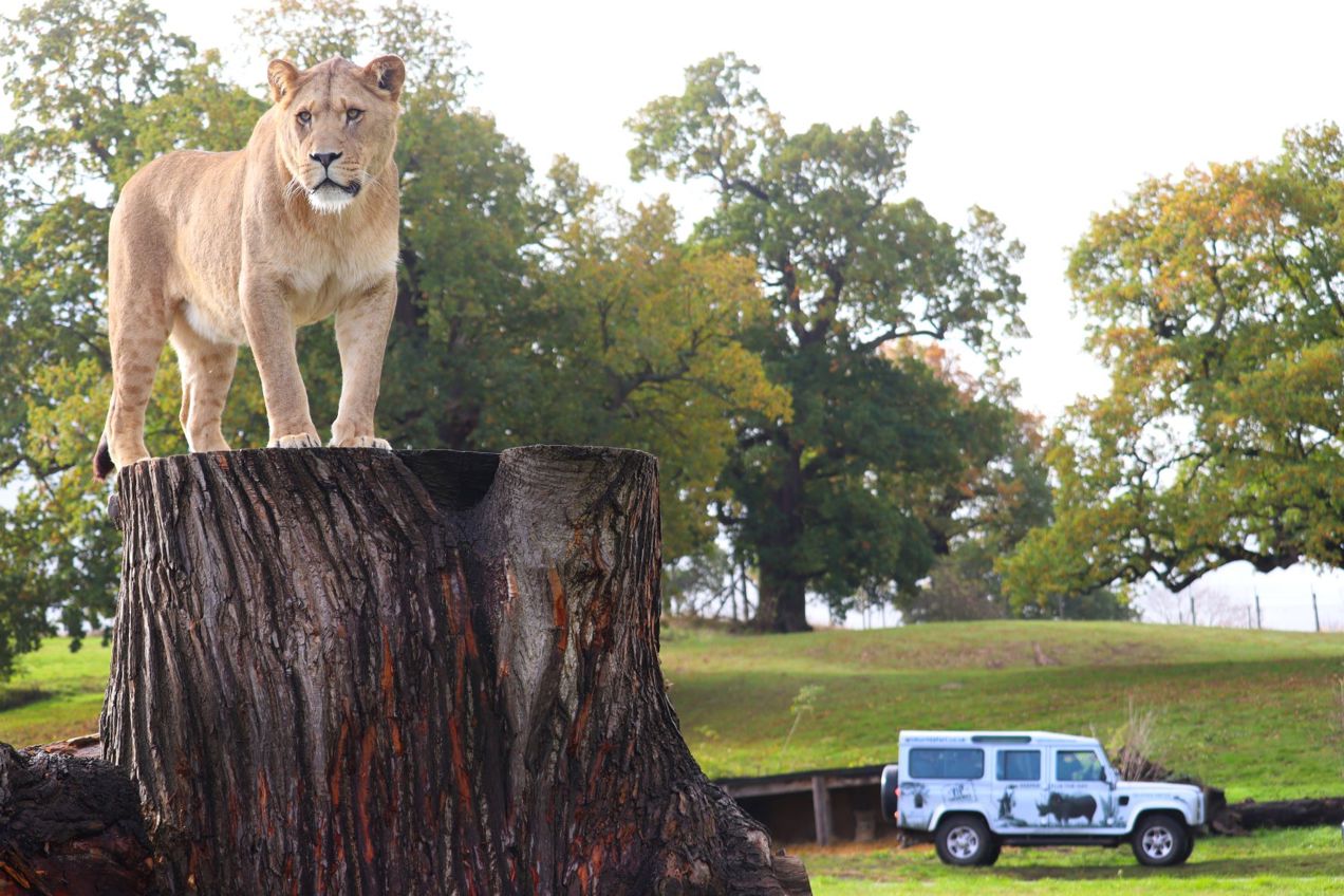 Big Cat Experience | Woburn Safari Park