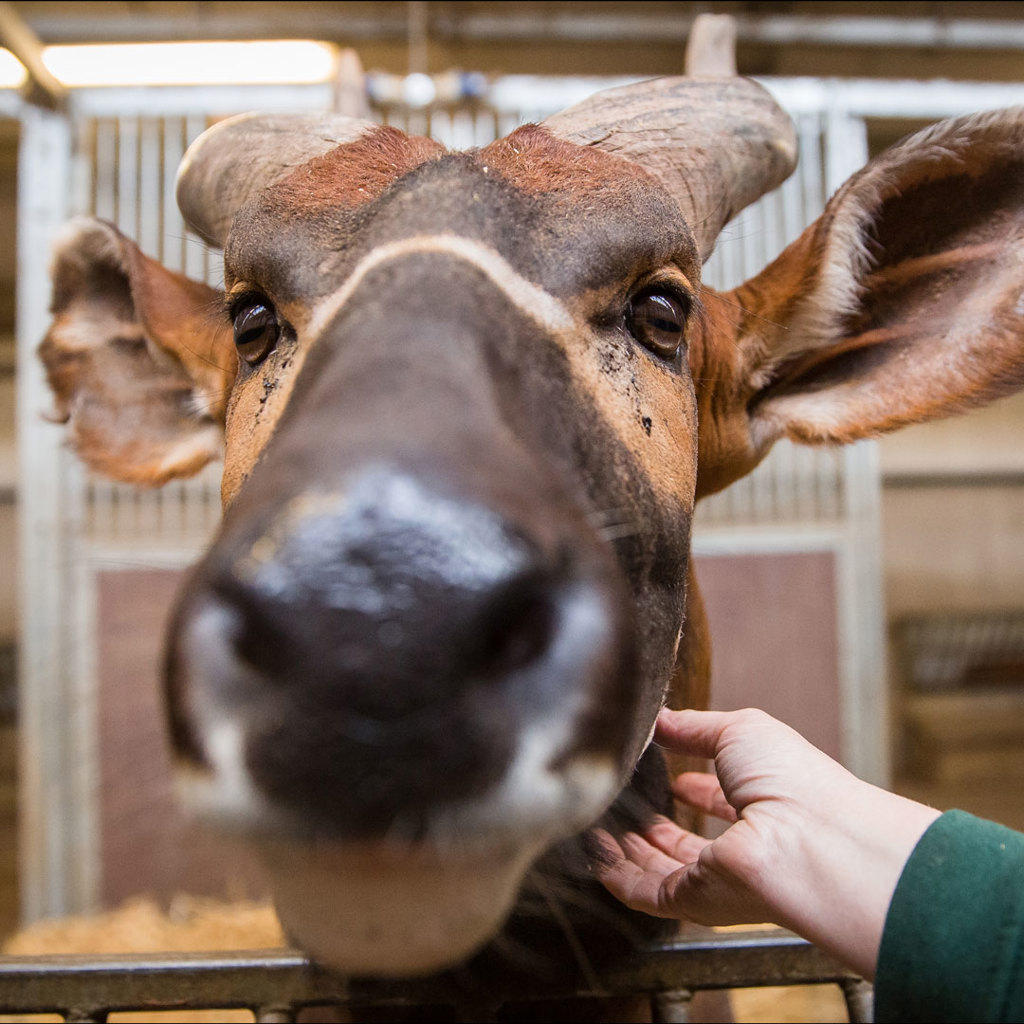 Feeding Time Experience | Woburn Safari Park
