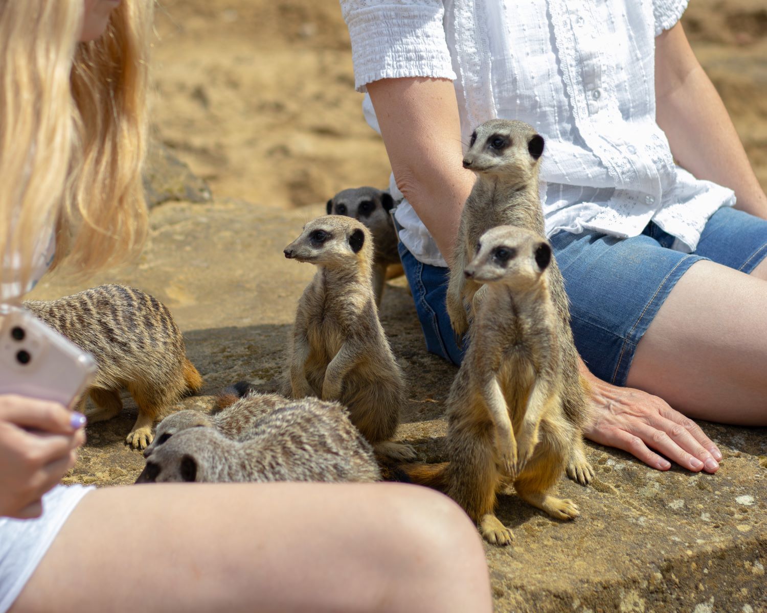 Meerkat and Tortoise Experience | Woburn Safari Park