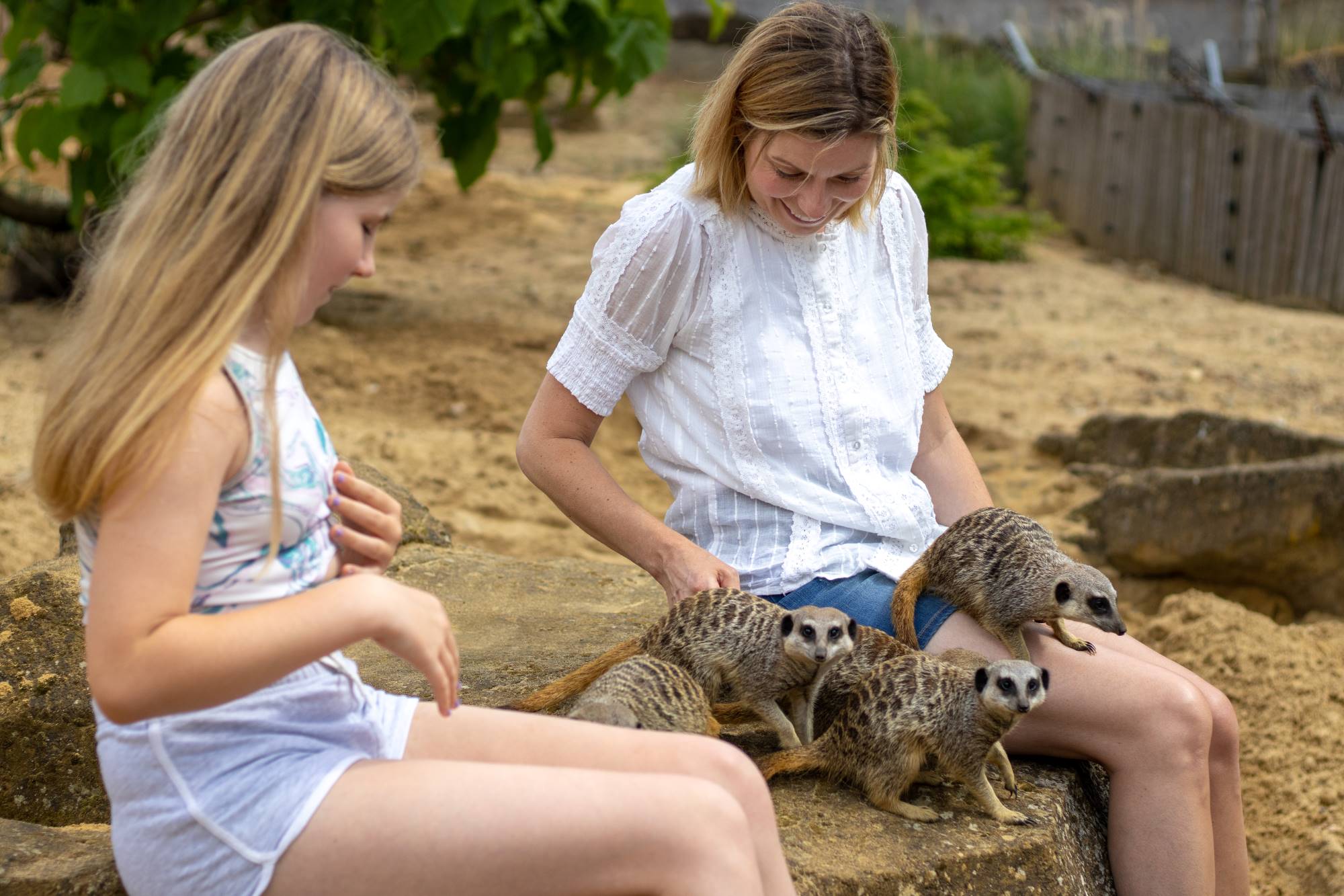 Meerkat and Tortoise Experience | Woburn Safari Park